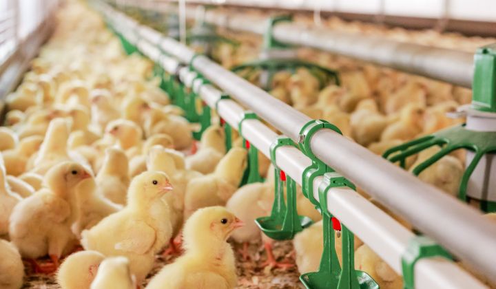 Resource-Saving Tools For Sustainable Livestock & Poultry Drinking Water