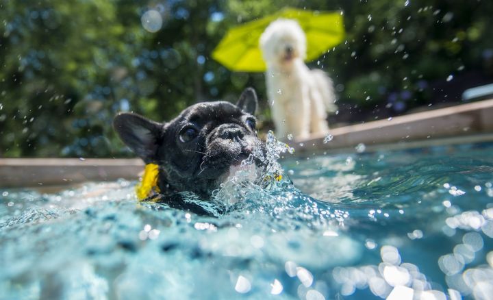 Dogs and Pools: Should You Let Your Dog Swim in Pools?
