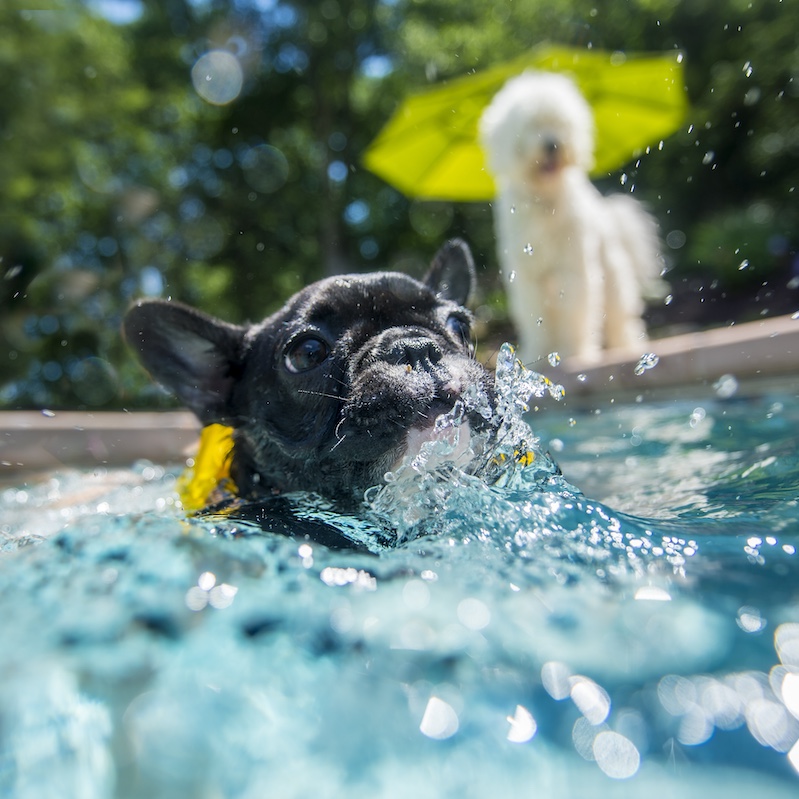 Dogs and Pools: Should You Let Your Dog Swim in Pools?
