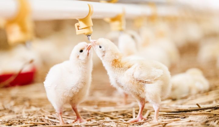 A Farmer's Guide to Poultry Water Quality Parameters